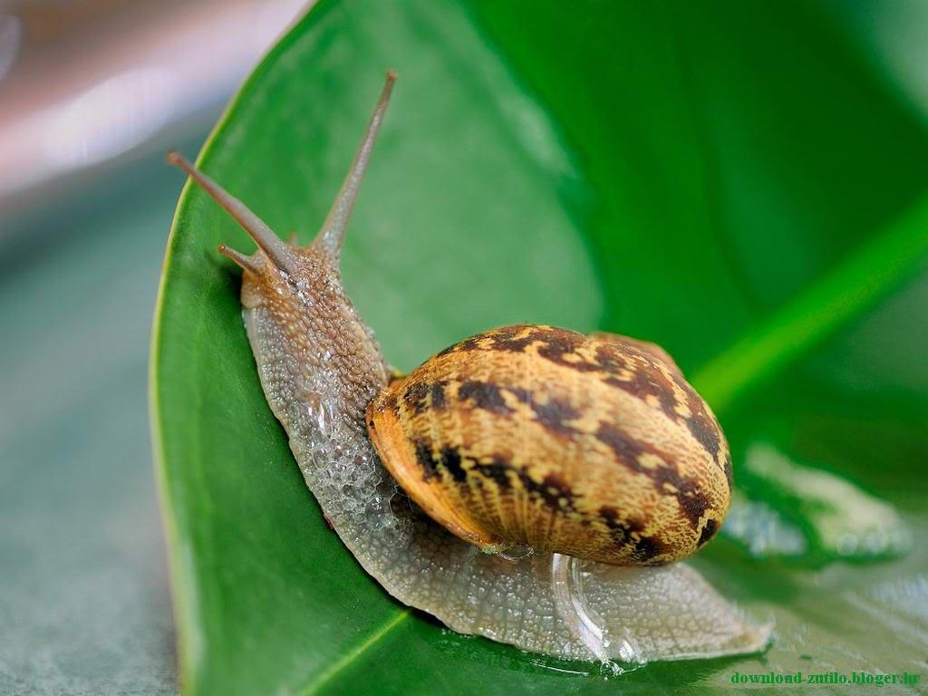 Da li ste znali: Puževi - Pokazivač