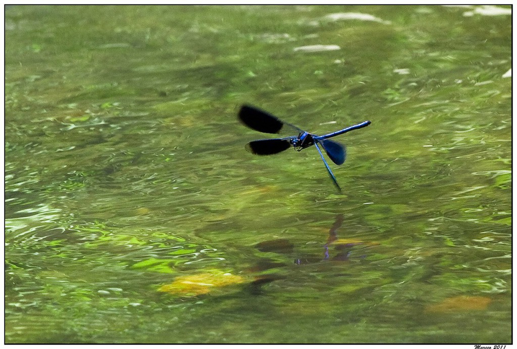 Da li ste znali: Vilin konjic - Pokazivač