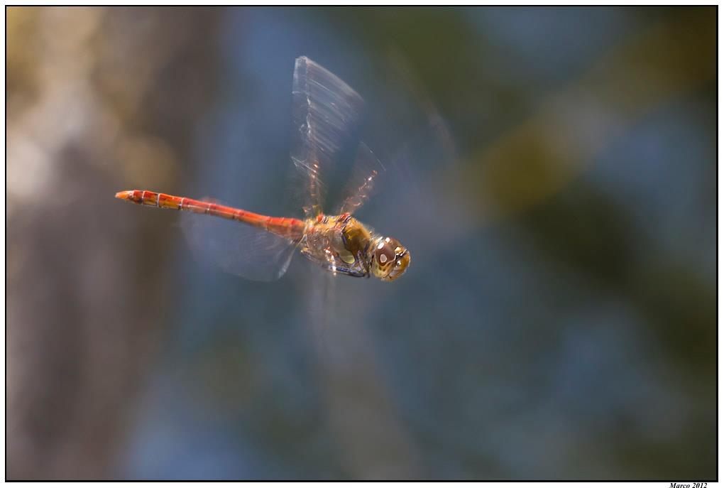 Da li ste znali: Vilin konjic - Pokazivač